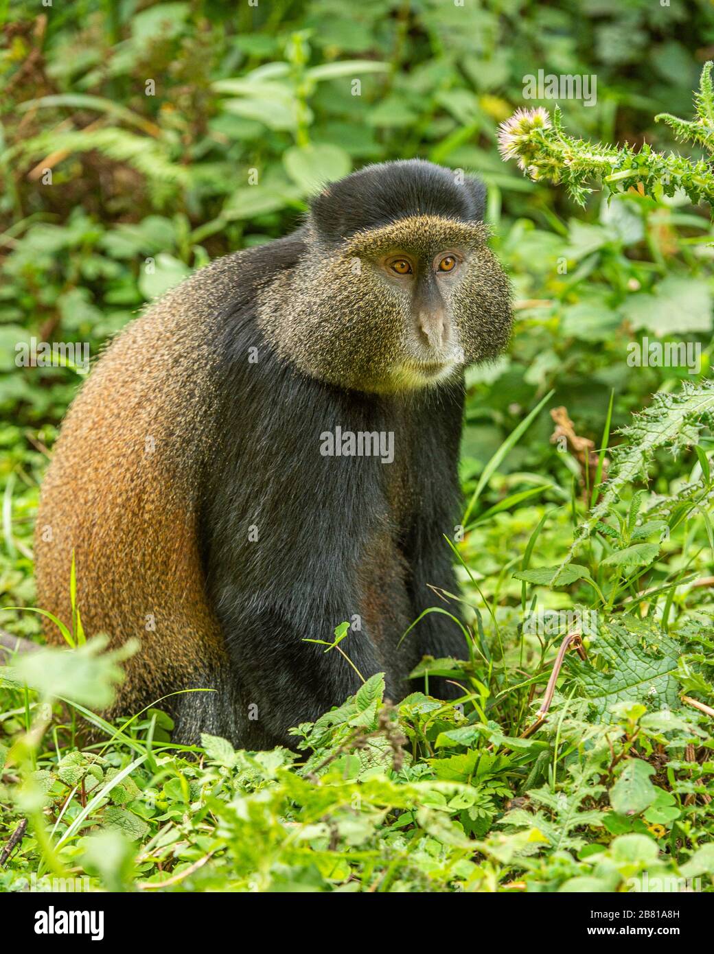 Golden monkey volcano hi-res stock photography and images - Alamy