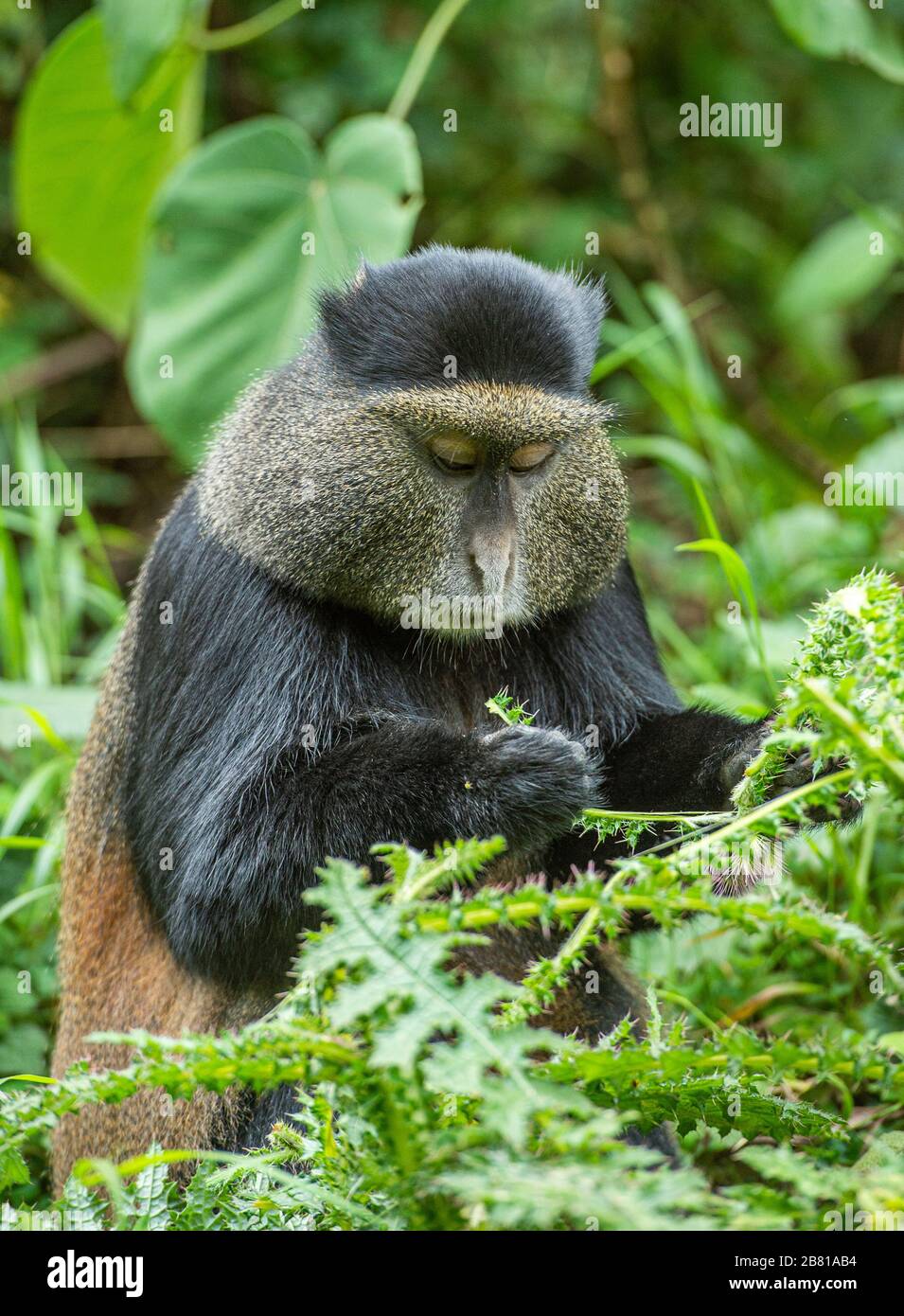 Golden monkey virunga mountains hi-res stock photography and images - Alamy