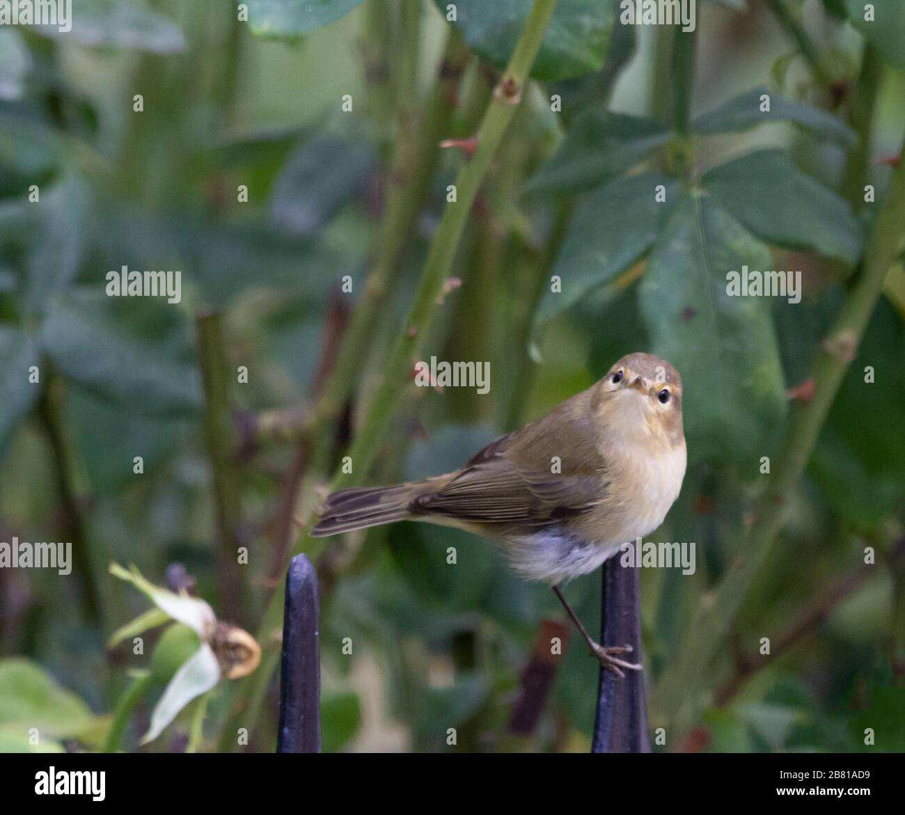 Phylloscopus collybita, Common Chiffchaff Feeding in a Rose Bush Stock ...