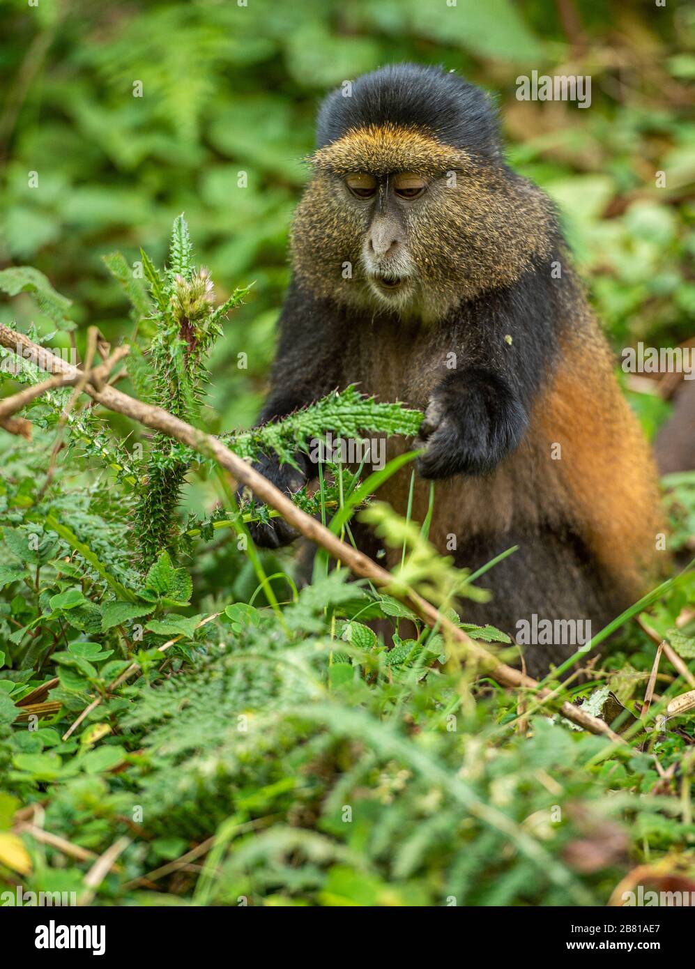 Golden monkey virunga mountains hi-res stock photography and images - Alamy
