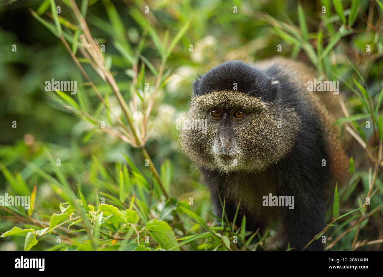 Golden monkey virunga mountains hi-res stock photography and images - Alamy