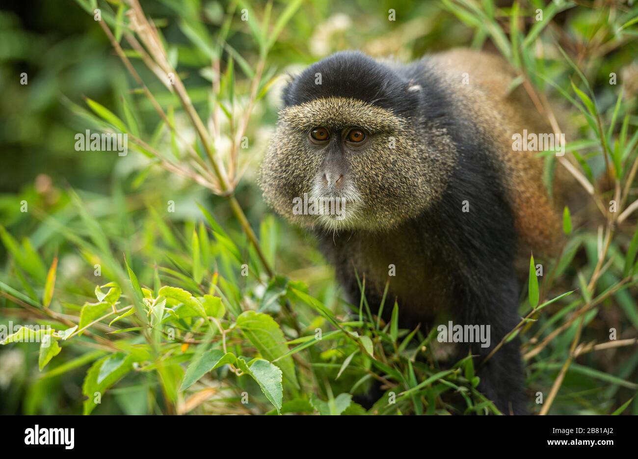 Golden monkey volcano hi-res stock photography and images - Alamy