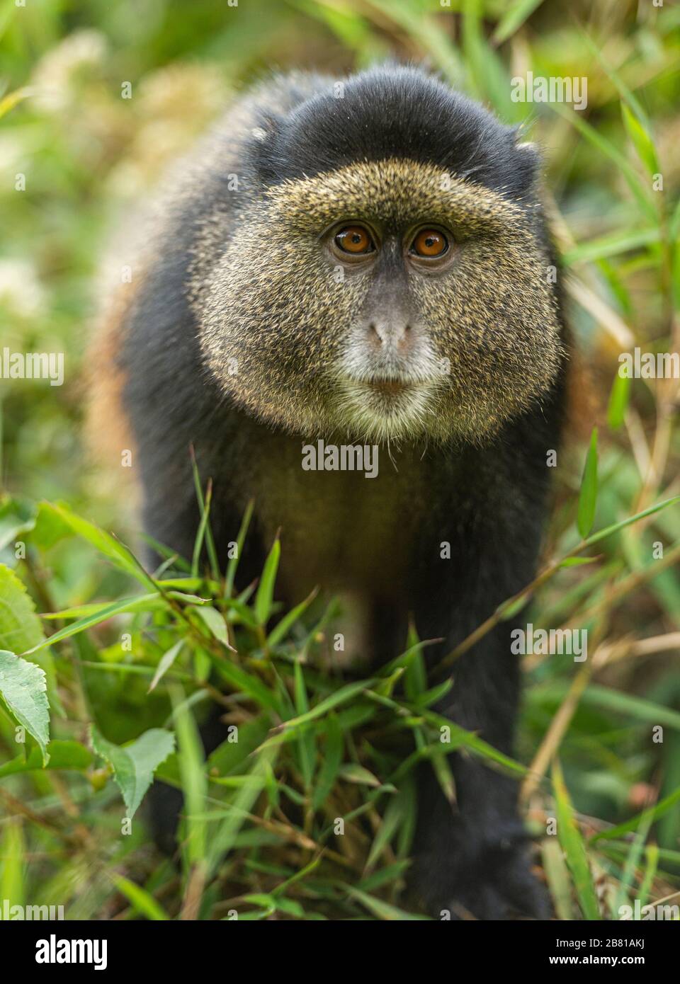 Golden monkey virunga mountains hi-res stock photography and images - Alamy