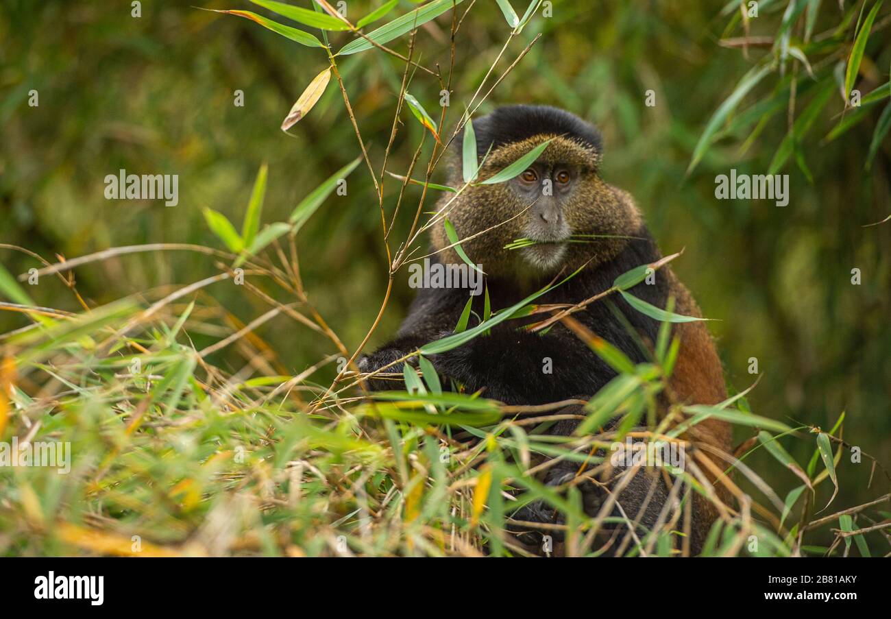 Golden monkey virunga mountains hi-res stock photography and images - Alamy