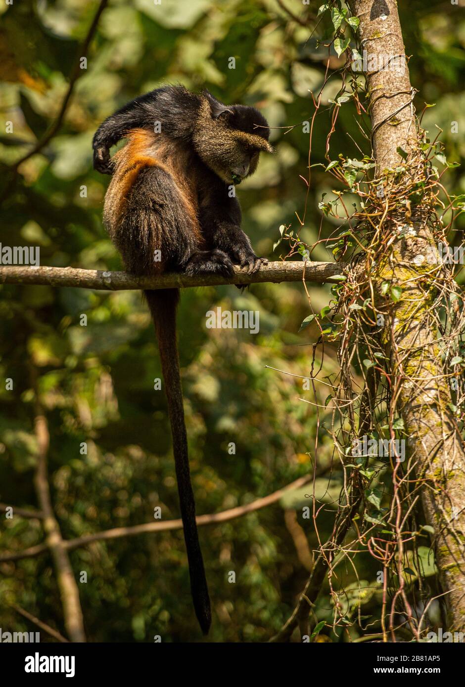 Golden monkey virunga mountains hi-res stock photography and images - Alamy