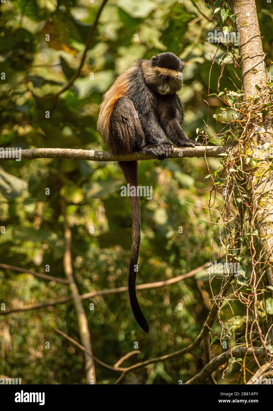 Golden monkey volcano hi-res stock photography and images - Alamy