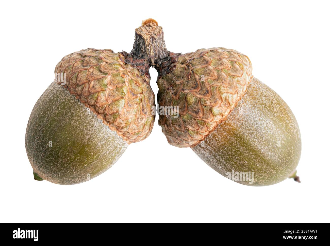 Dried acorn isolated on white background. Clupping path Stock Photo - Alamy