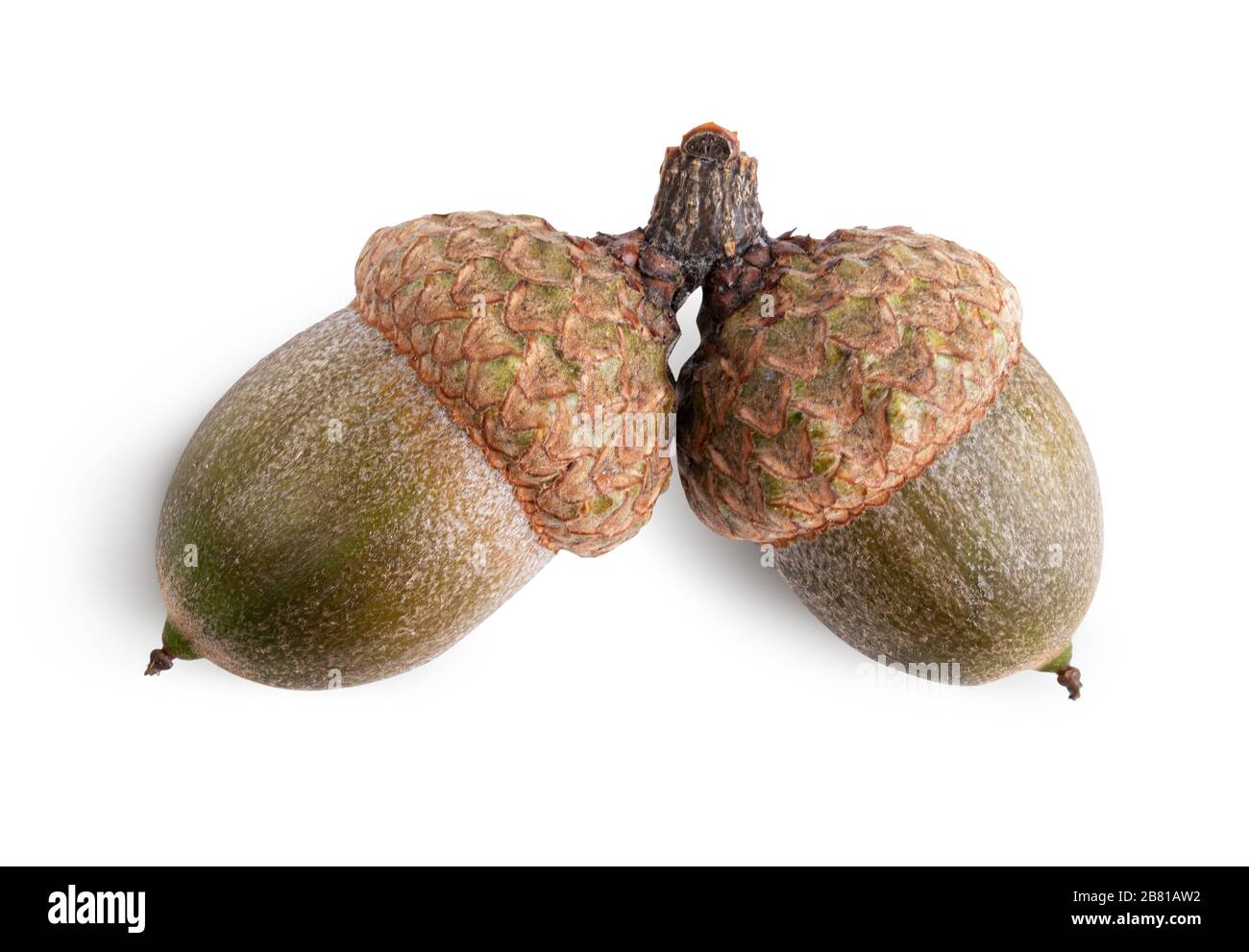 Dried acorn isolated on white background. Clupping path Stock Photo - Alamy