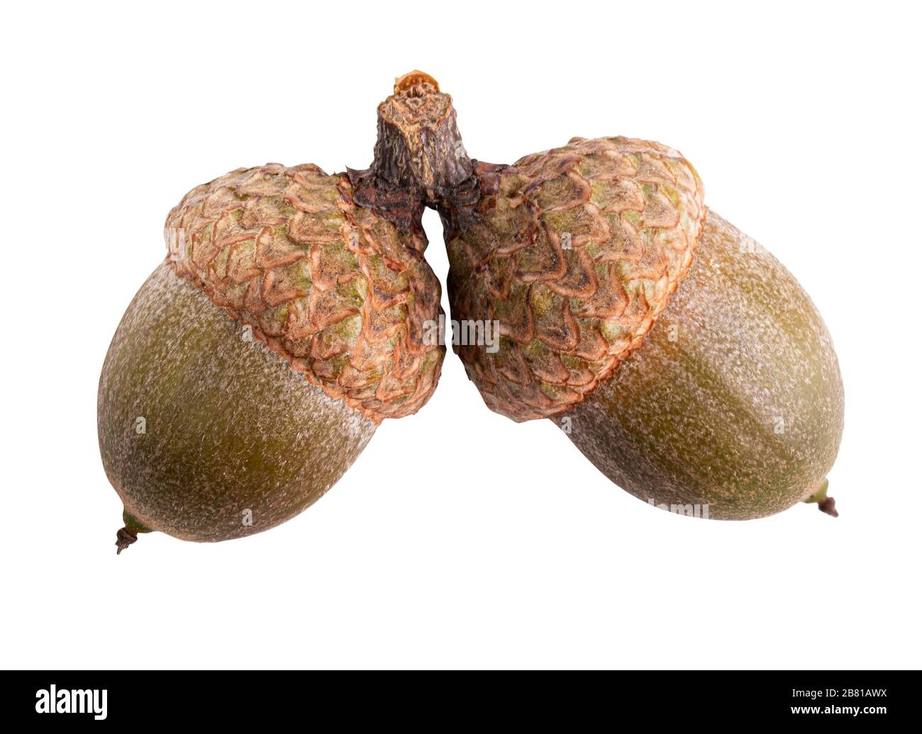 Dried acorn isolated on white background. Clupping path Stock Photo - Alamy