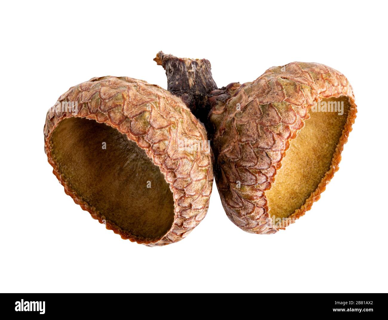 Dried acorn isolated on white background. Clupping path Stock Photo - Alamy