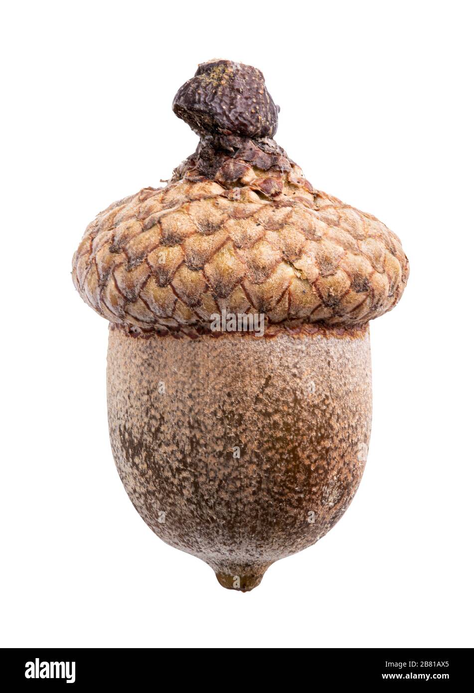 Dried acorn isolated on white background. Clupping path Stock Photo - Alamy
