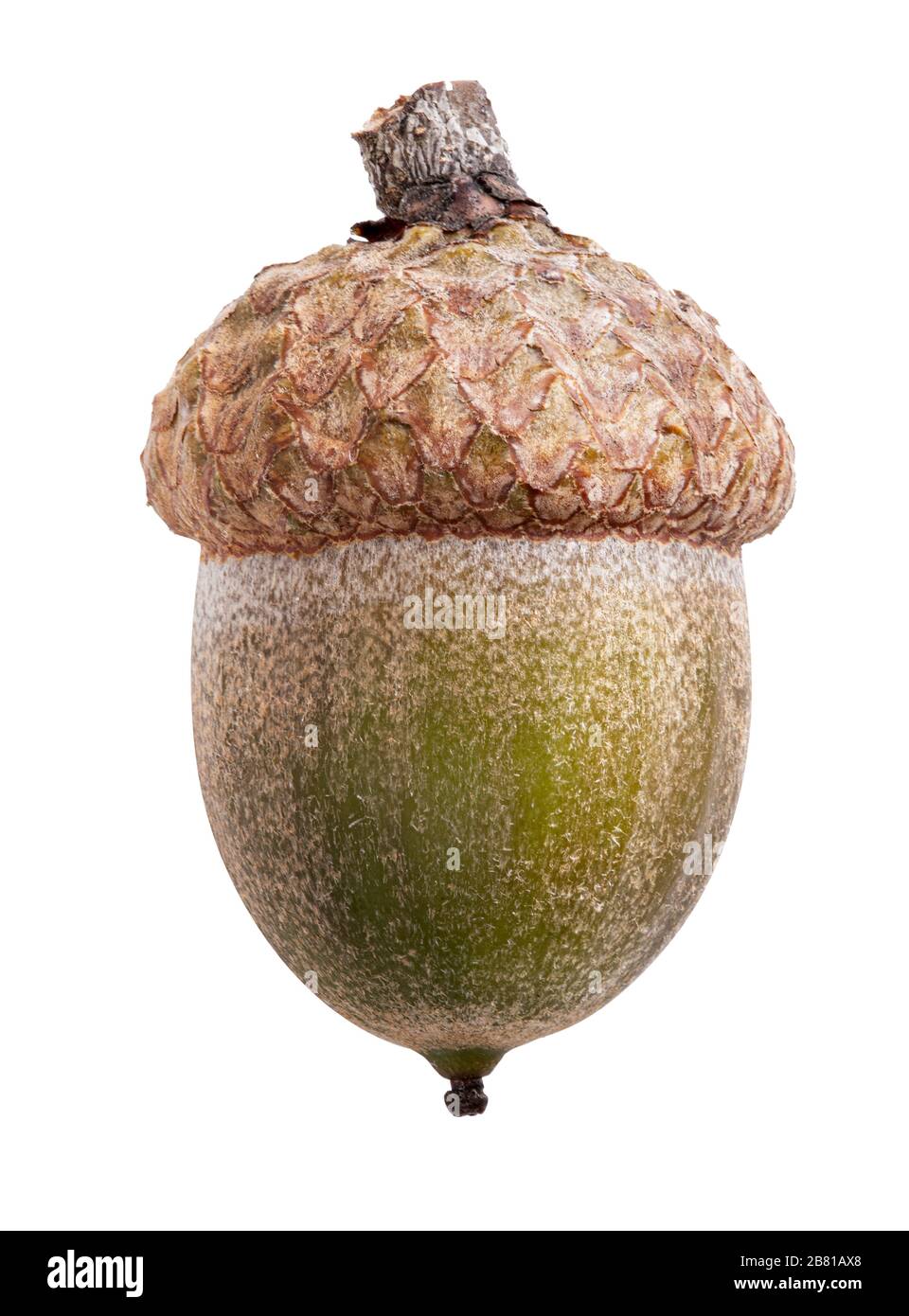 Dried acorn isolated on white background. Clupping path Stock Photo - Alamy