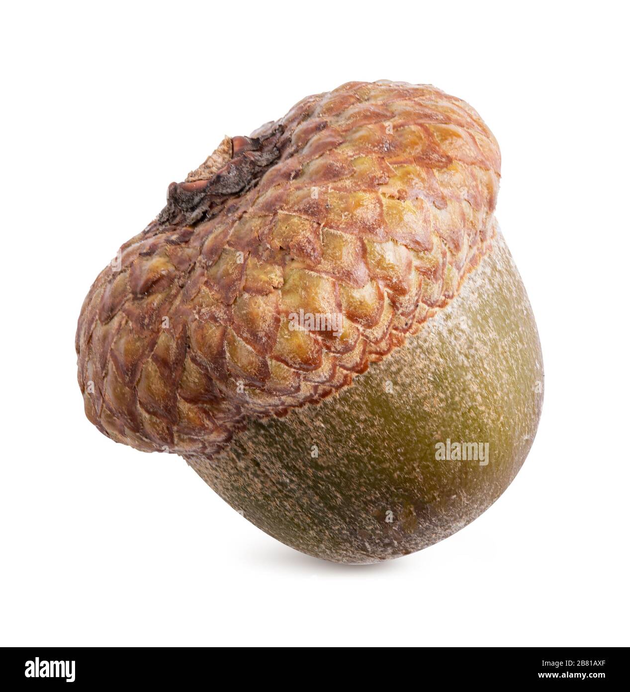 Dried acorn isolated on white background. Clupping path Stock Photo - Alamy