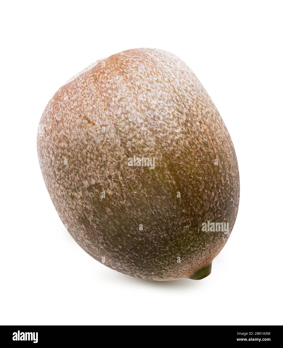 Dried acorn isolated on white background. Clupping path Stock Photo - Alamy