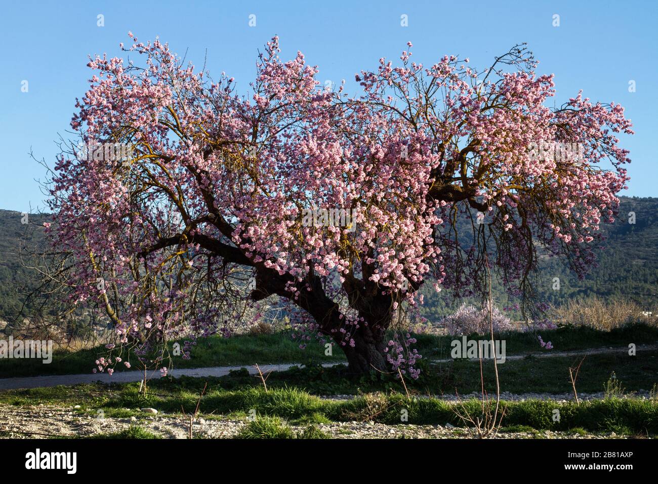 An old and big almond tree in bloom in a sunny day Stock Photo - Alamy