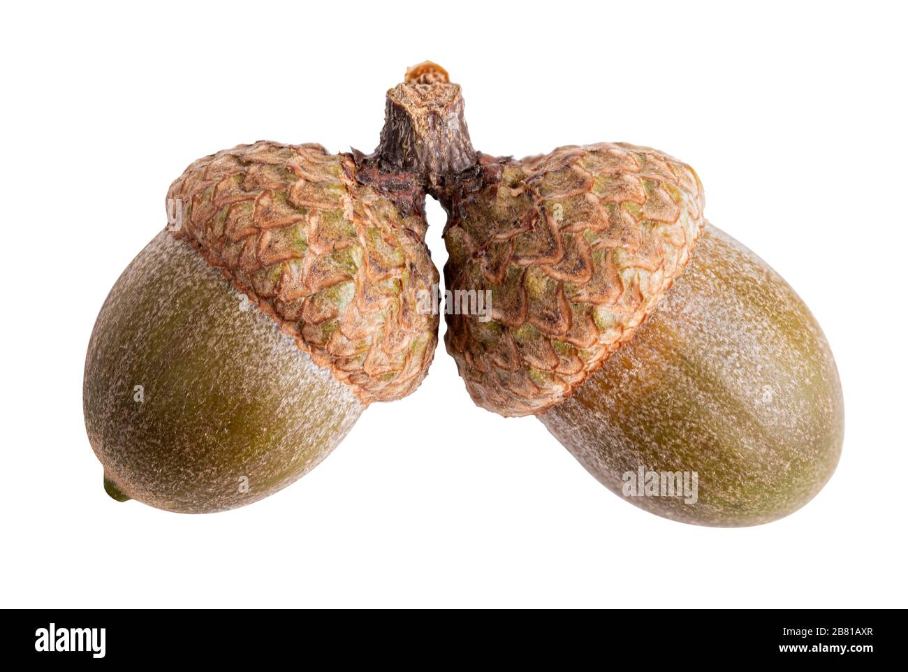 Dried acorn isolated on white background. Clupping path Stock Photo - Alamy