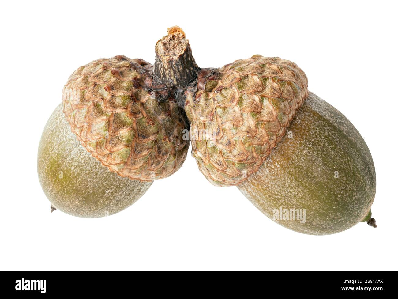 Dried acorn isolated on white background. Clupping path Stock Photo - Alamy