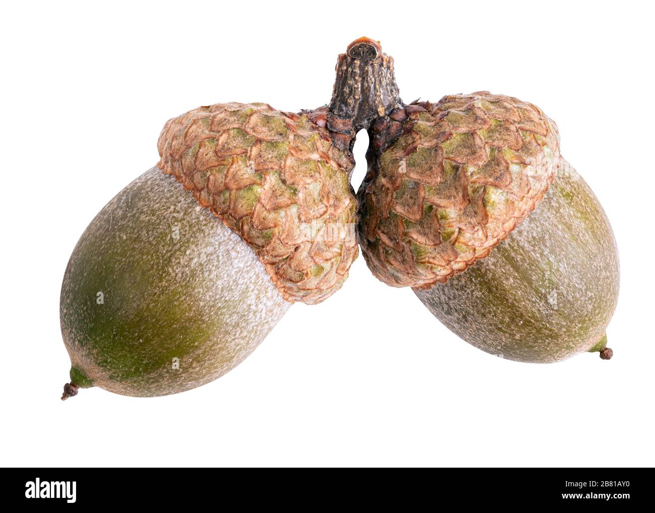 Dried acorn isolated on white background. Clupping path Stock Photo - Alamy
