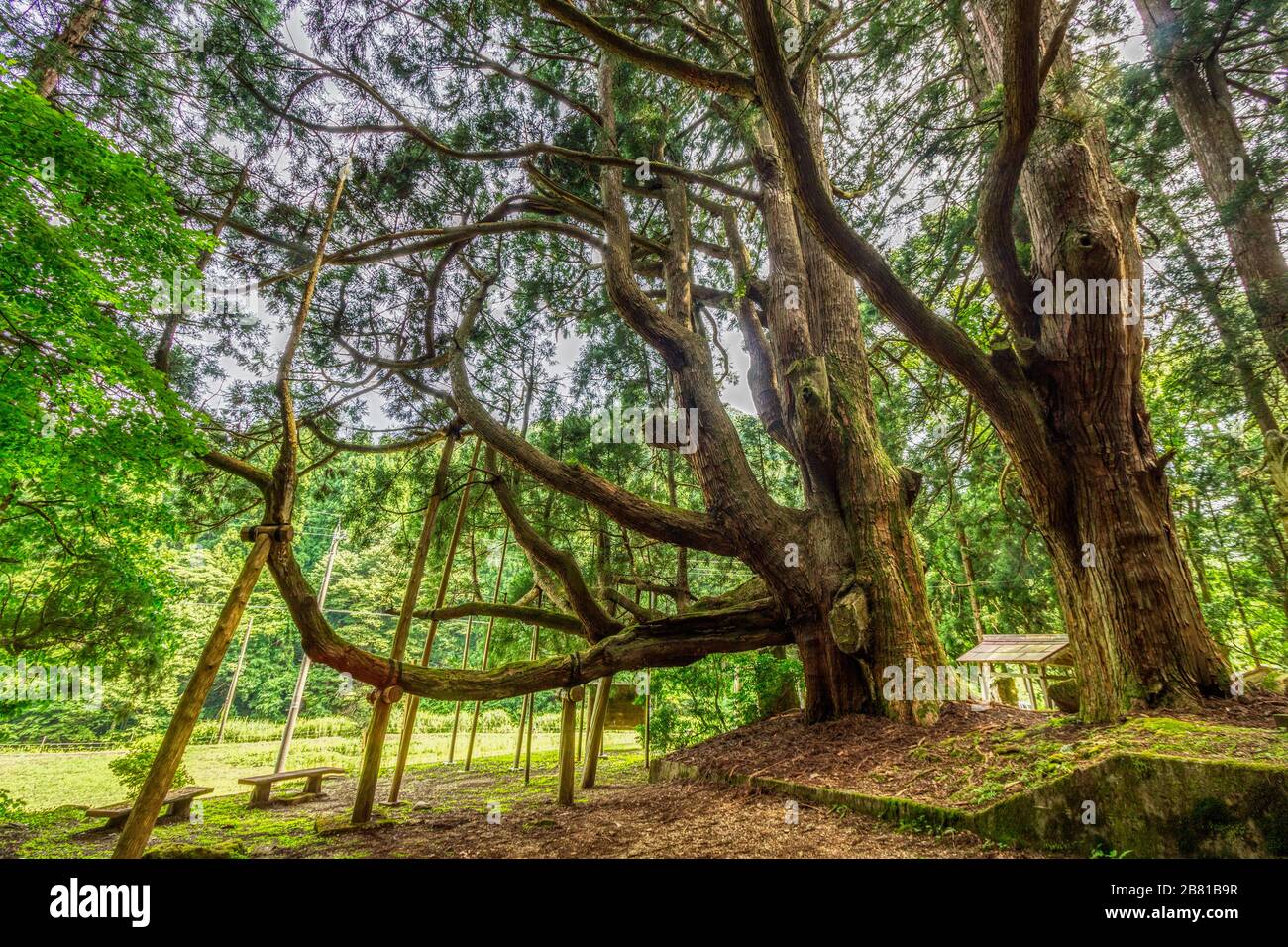 Ancient cedar legend hi-res stock photography and images - Alamy