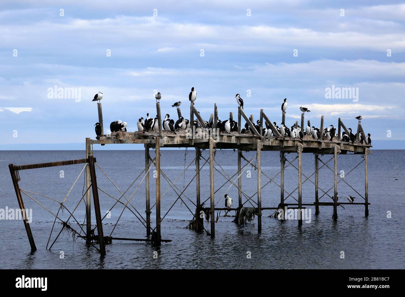 Nesting colony of Imperial Cormorants on an old jetty, Strait of ...