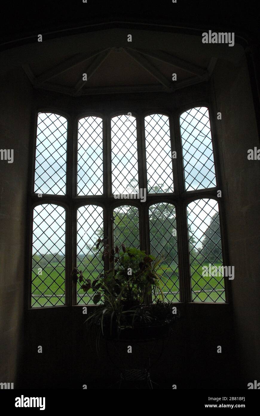 Photogenic drawing process hi-res stock photography and images - Alamy