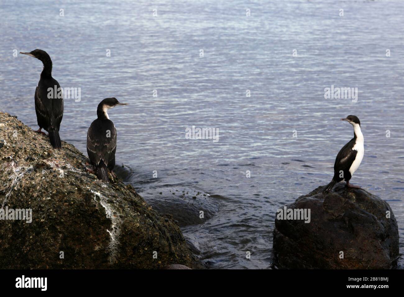 Imperial Cormorant birds, Strait of Magellan, Pacific Ocean, Punta ...