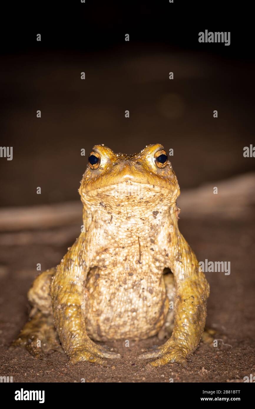 Frontal shot of male Common European toad sitting upright on unpaved ...