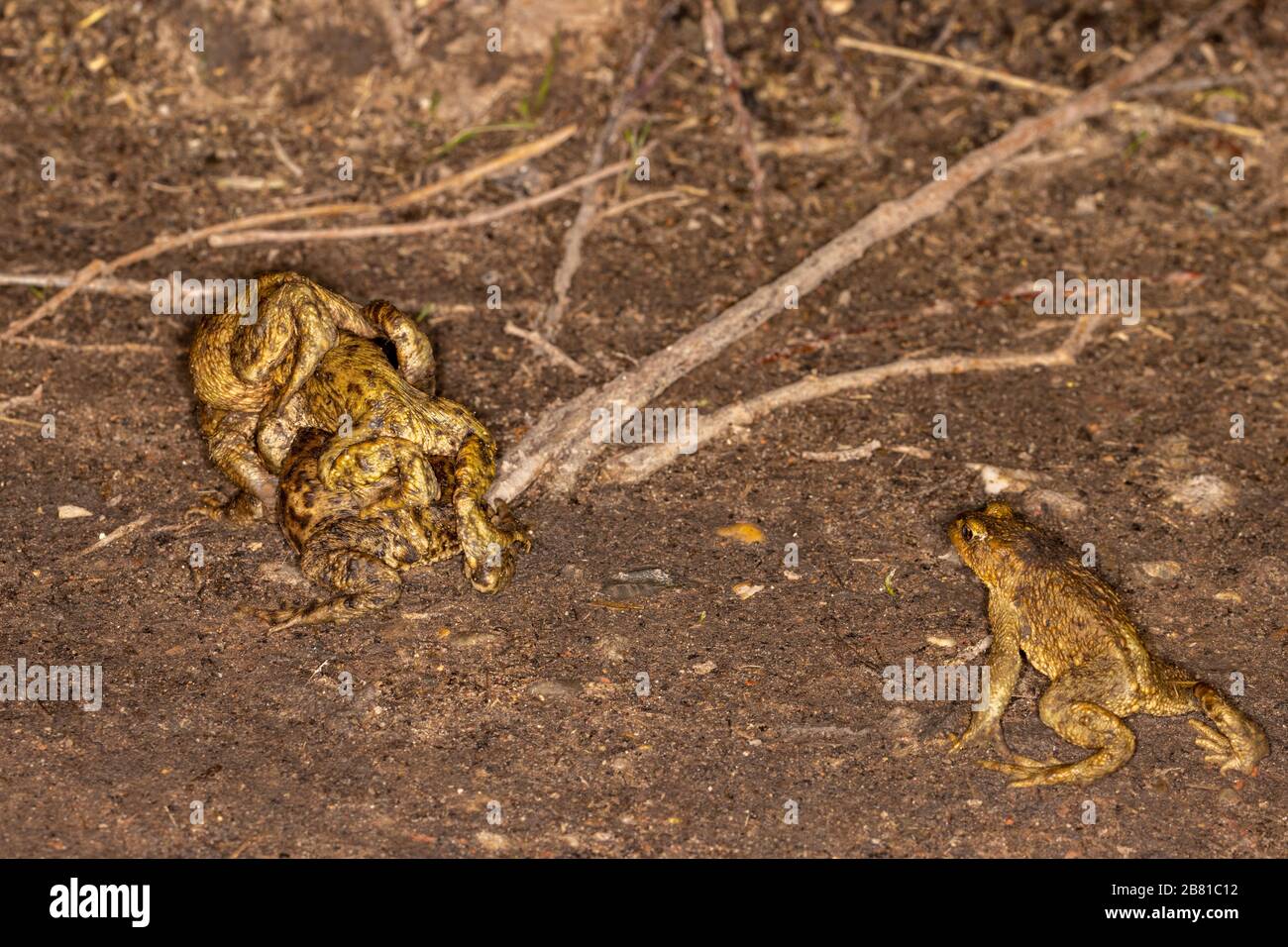 Mating ball hi-res stock photography and images - Alamy