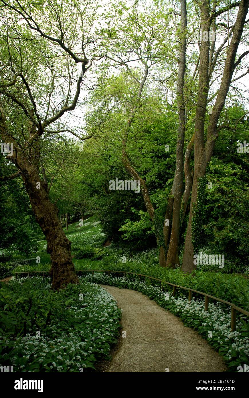 Prior Park Landscape Garden, wild garlic and trees. Ralph Allen Drive ...