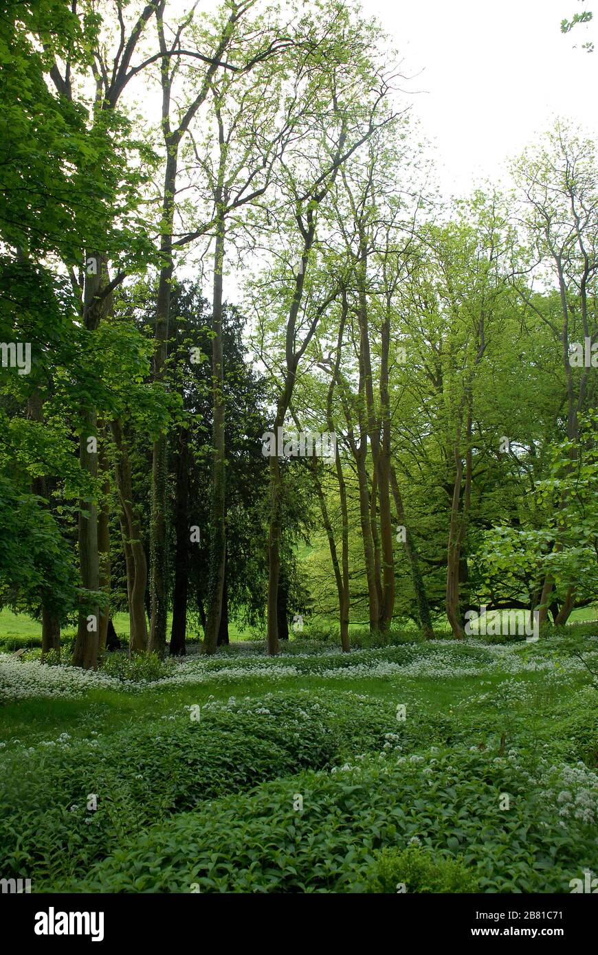 Historia trees hi-res stock photography and images - Alamy