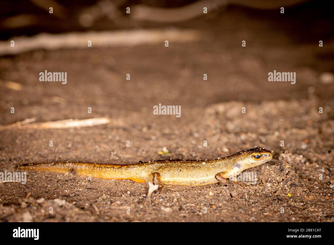 Smooth newt on land in the evening hours Stock Photo - Alamy
