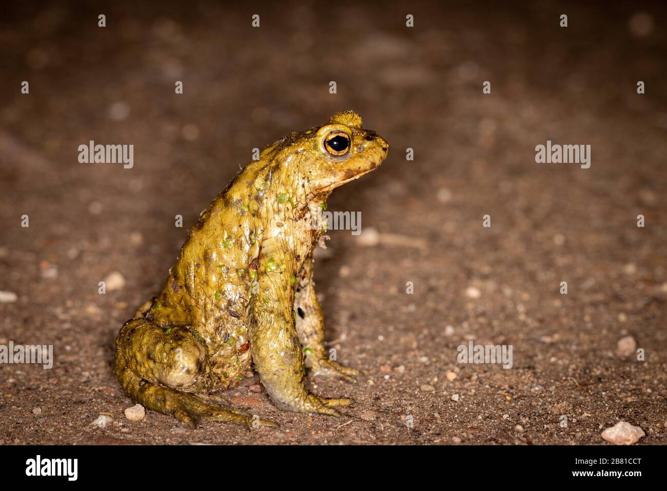 Roadkill common toad hi-res stock photography and images - Alamy