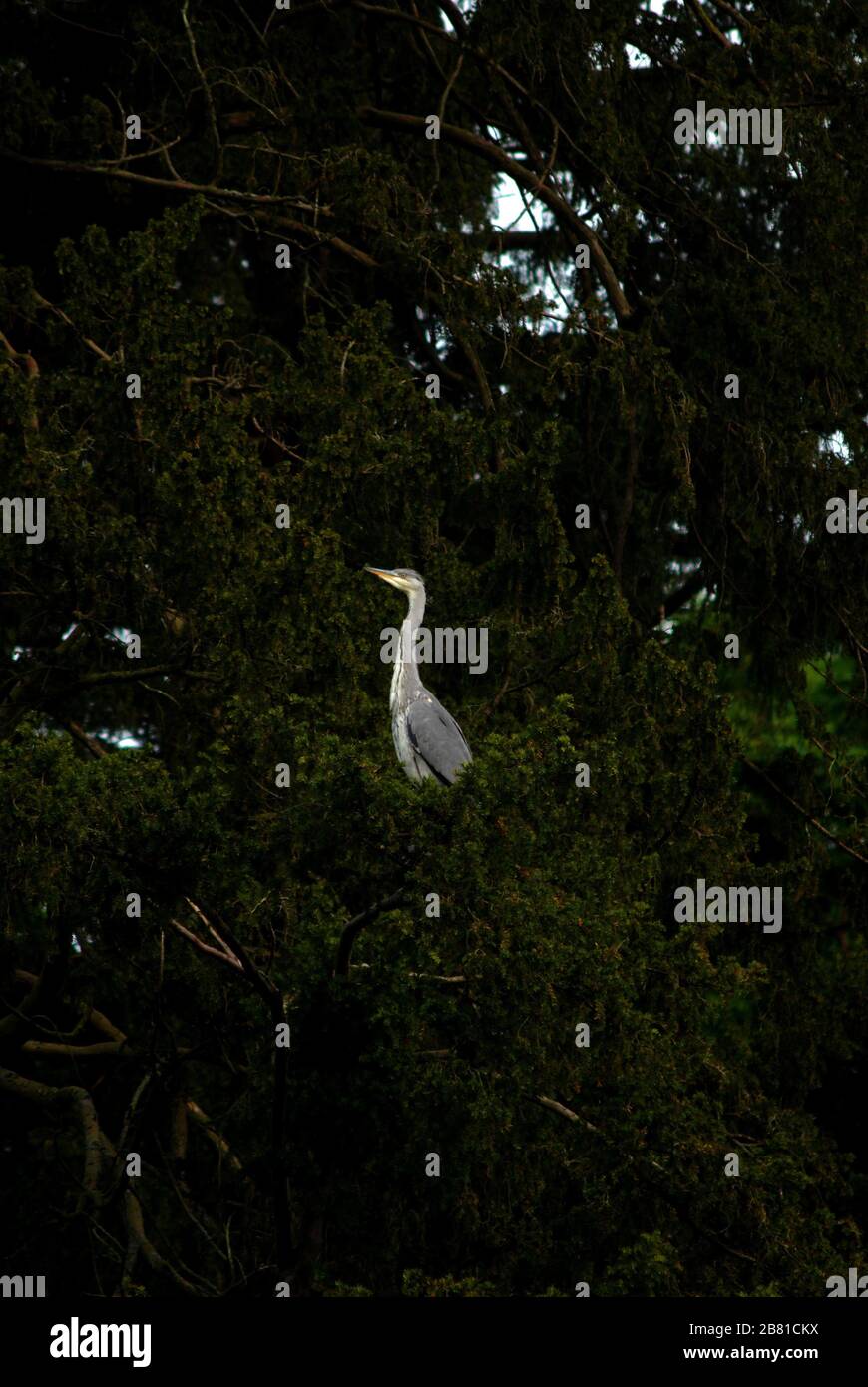 Prior Park Landscape Garden, Ralph Allen Drive, Bath, Somerset, Great ...