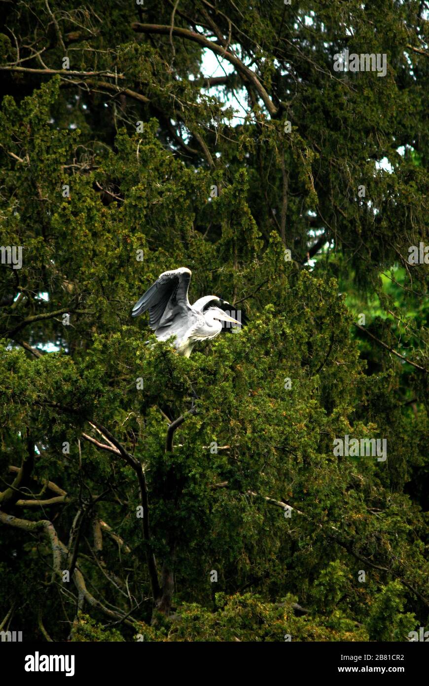 Prior Park Landscape Garden ,Mr. Ralph Allen Drive, Bath, Somerset ...