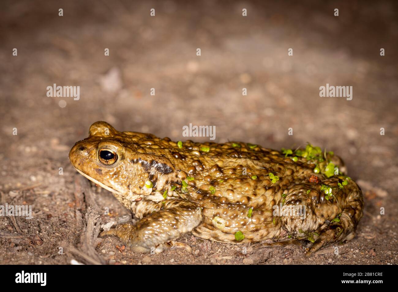 Common European Toad on land with moist plant material from swamp on ...