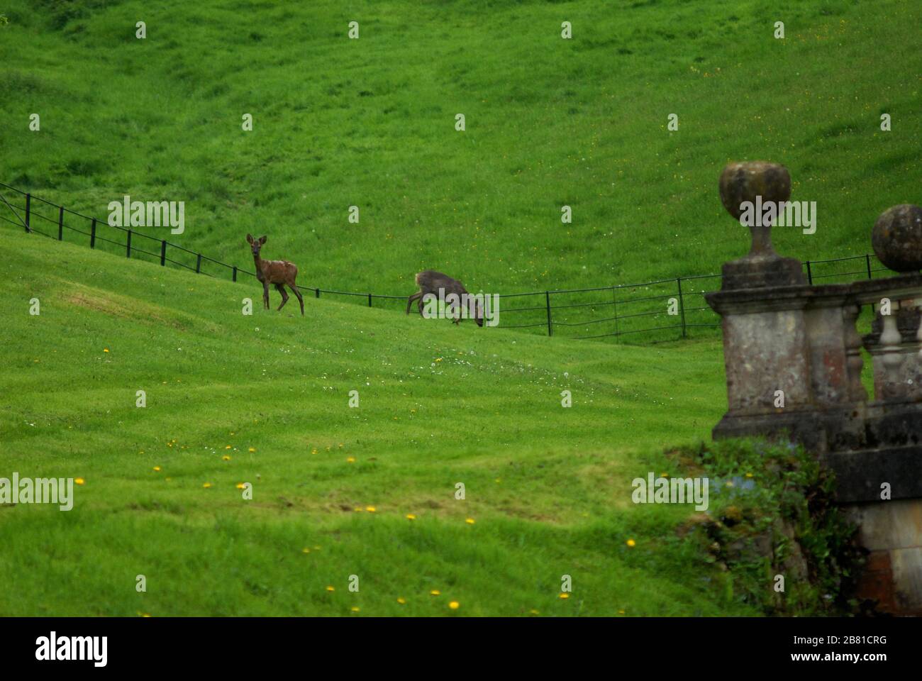 Roe deer, Prior Park Landscape Garden; Ralph Allen Drive, Bath ...