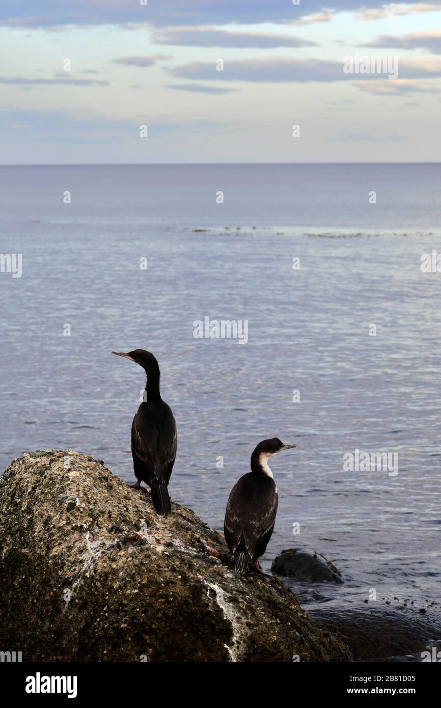 Imperial Cormorant birds, Strait of Magellan, Pacific Ocean, Punta ...