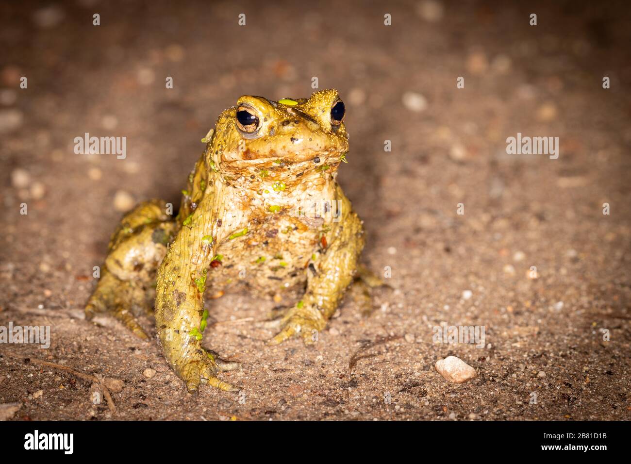 Toad sitting in funny upright position on muddy surface Stock Photo - Alamy