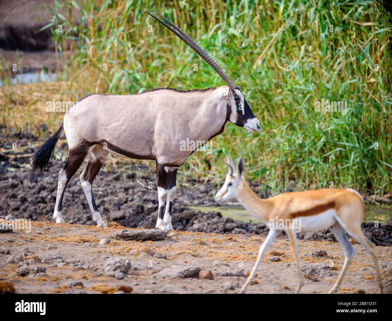 Oryx track hi-res stock photography and images - Alamy