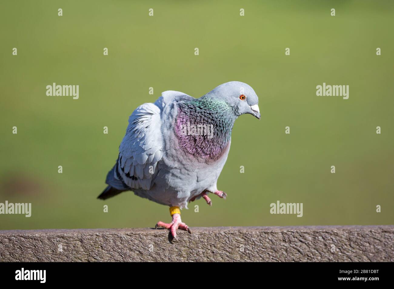 Racing pigeon hi-res stock photography and images - Alamy
