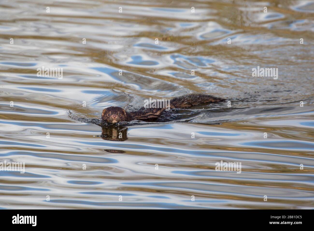 Mink uk hi-res stock photography and images - Alamy