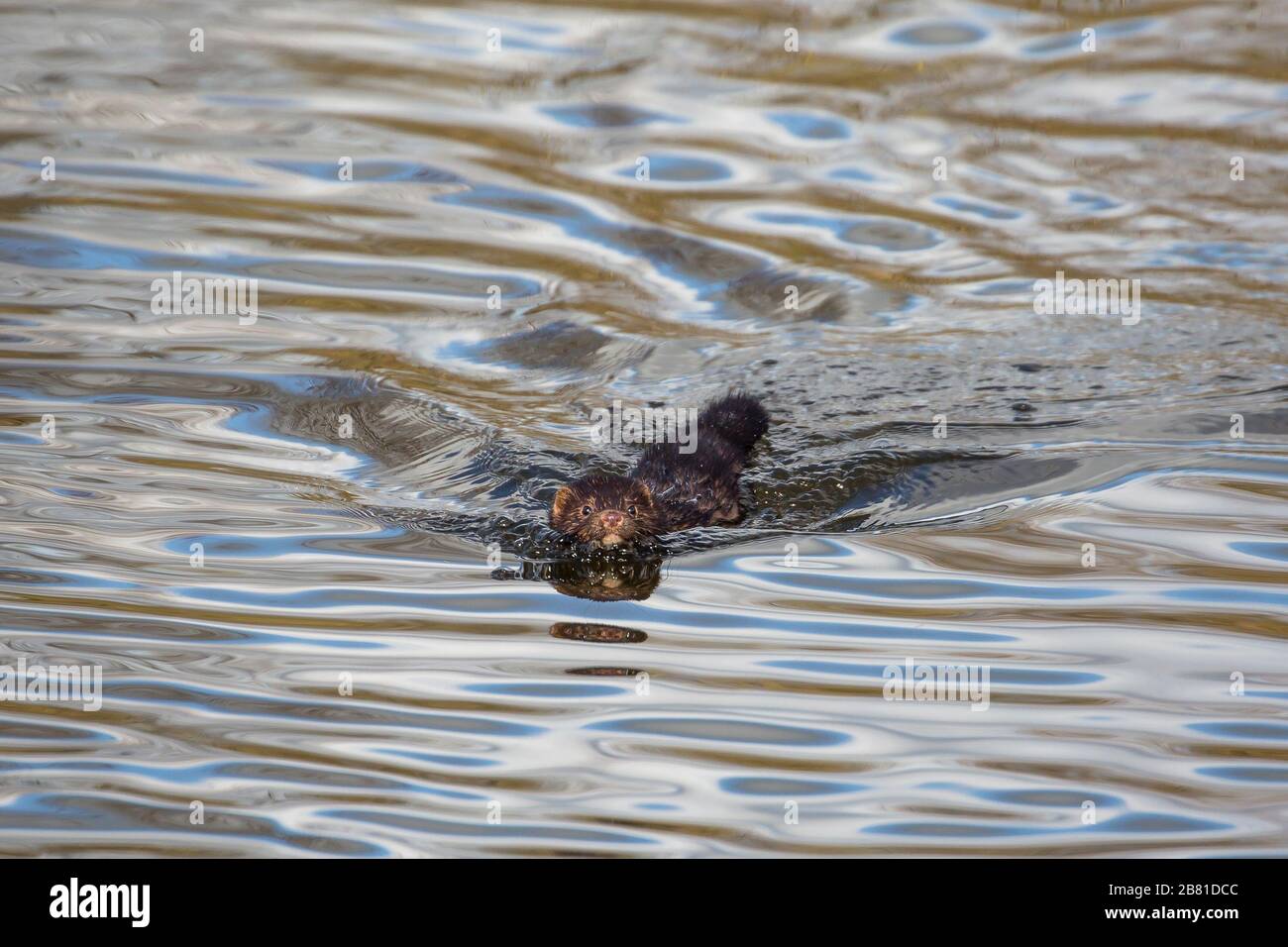Mink animal hi-res stock photography and images - Alamy