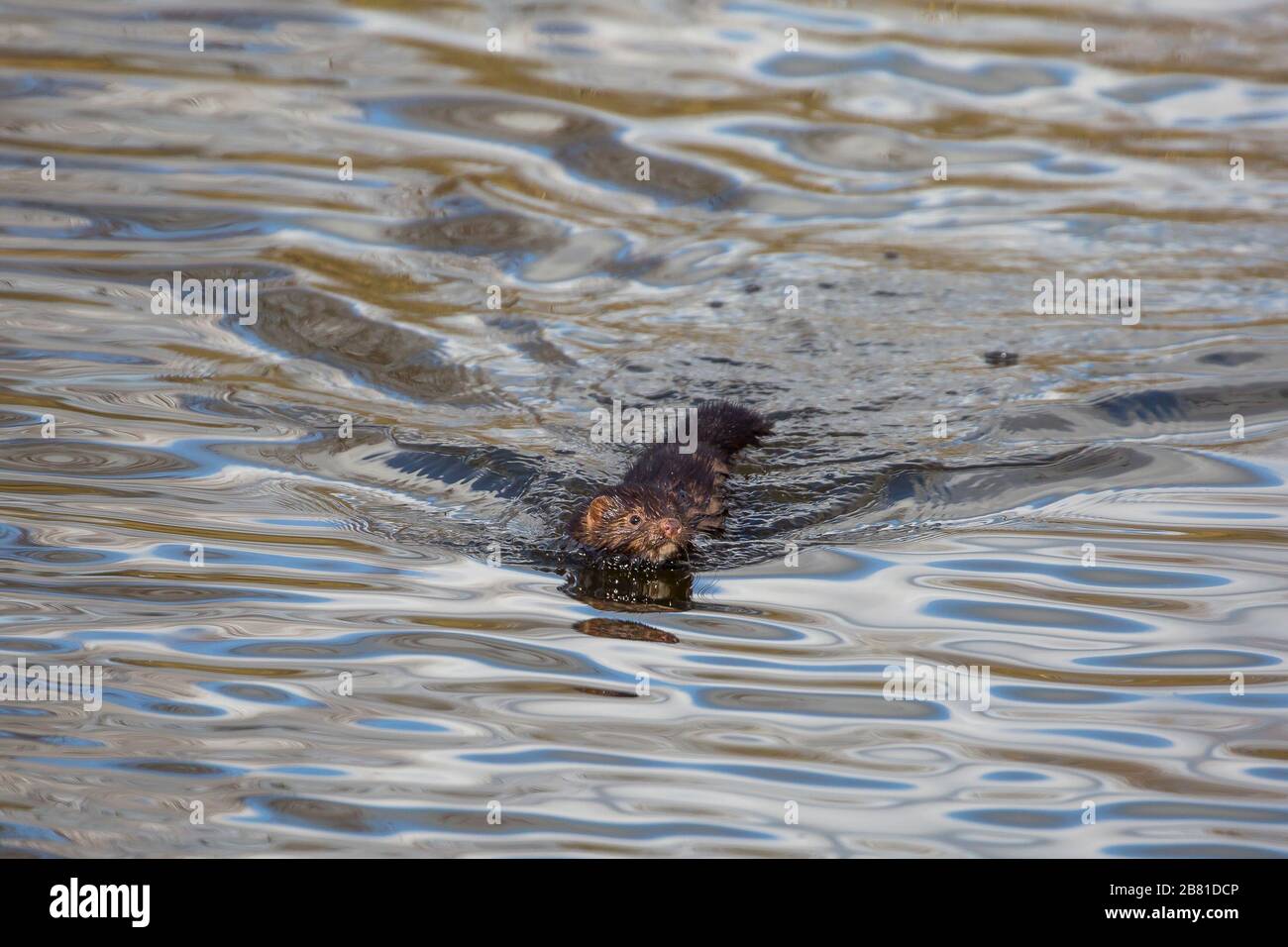 Wild UK mink animal (Neovison vison) isolated in water, swimming ...
