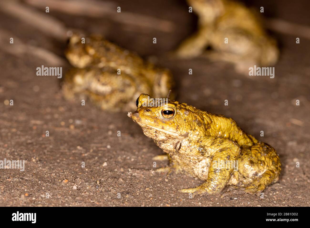 Multiple Common European toads sitting on dirt road in mating season Stock Photo - Alamy