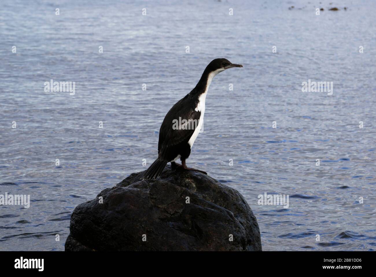Imperial Cormorant birds, Strait of Magellan, Pacific Ocean, Punta ...