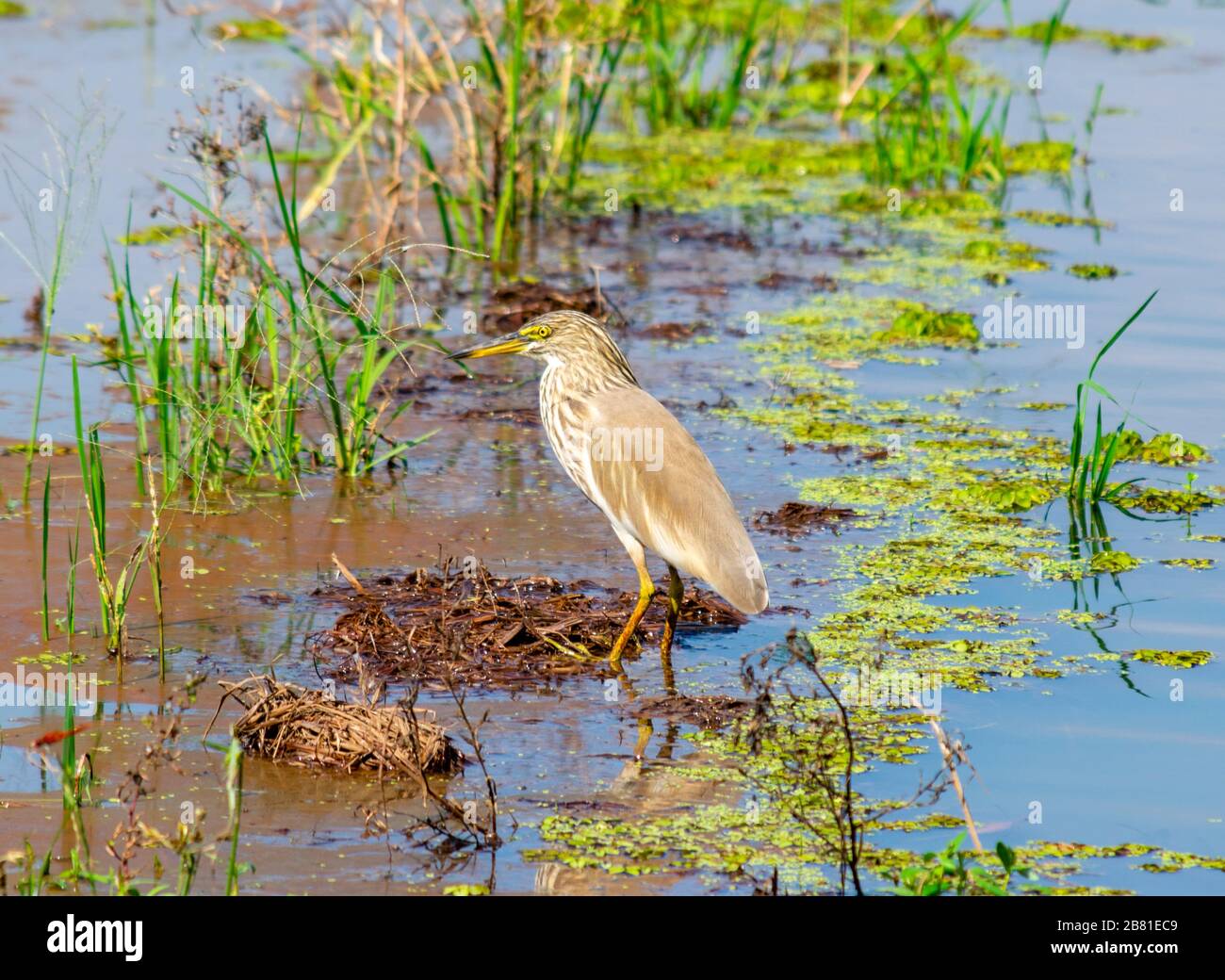 Yellow bittern ixobrychus sinensis hi-res stock photography and images ...