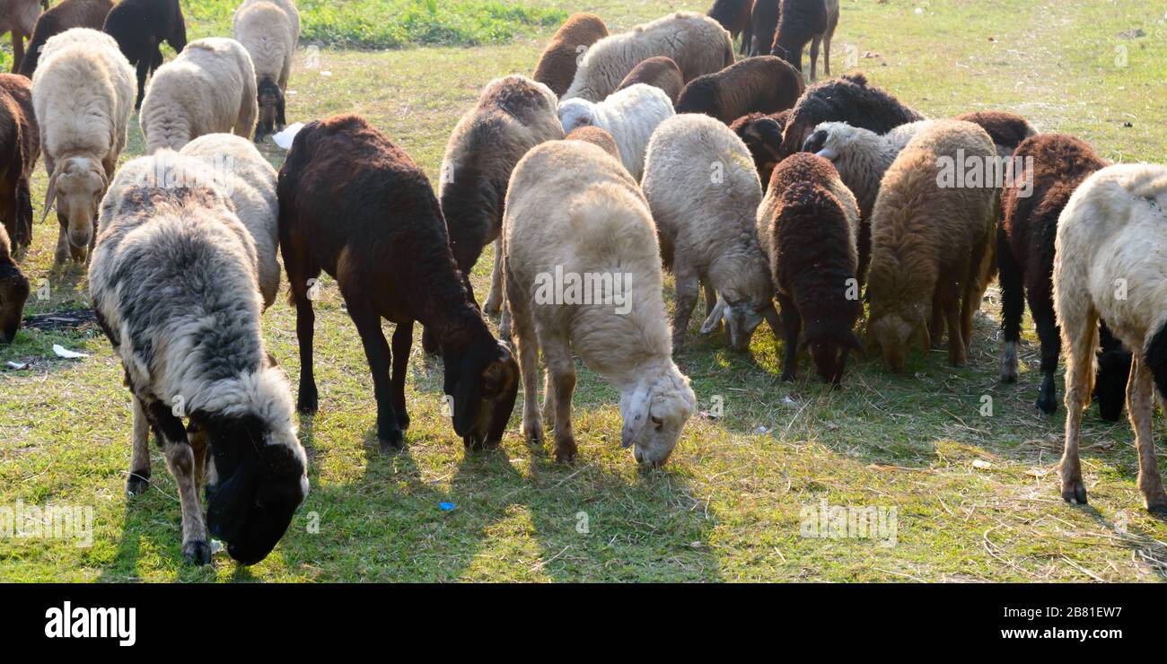 Flock of Domestic Sheep, Ewe, Lamb, Ram (Ovis aries species genus ...