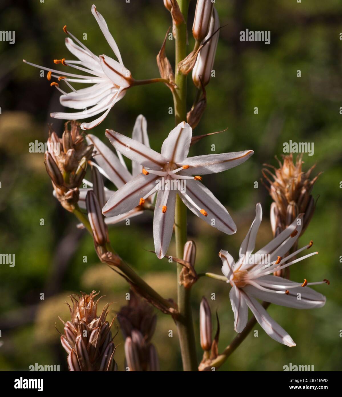 Asphodelus ramosus ssp. distalis Stock Photo - Alamy