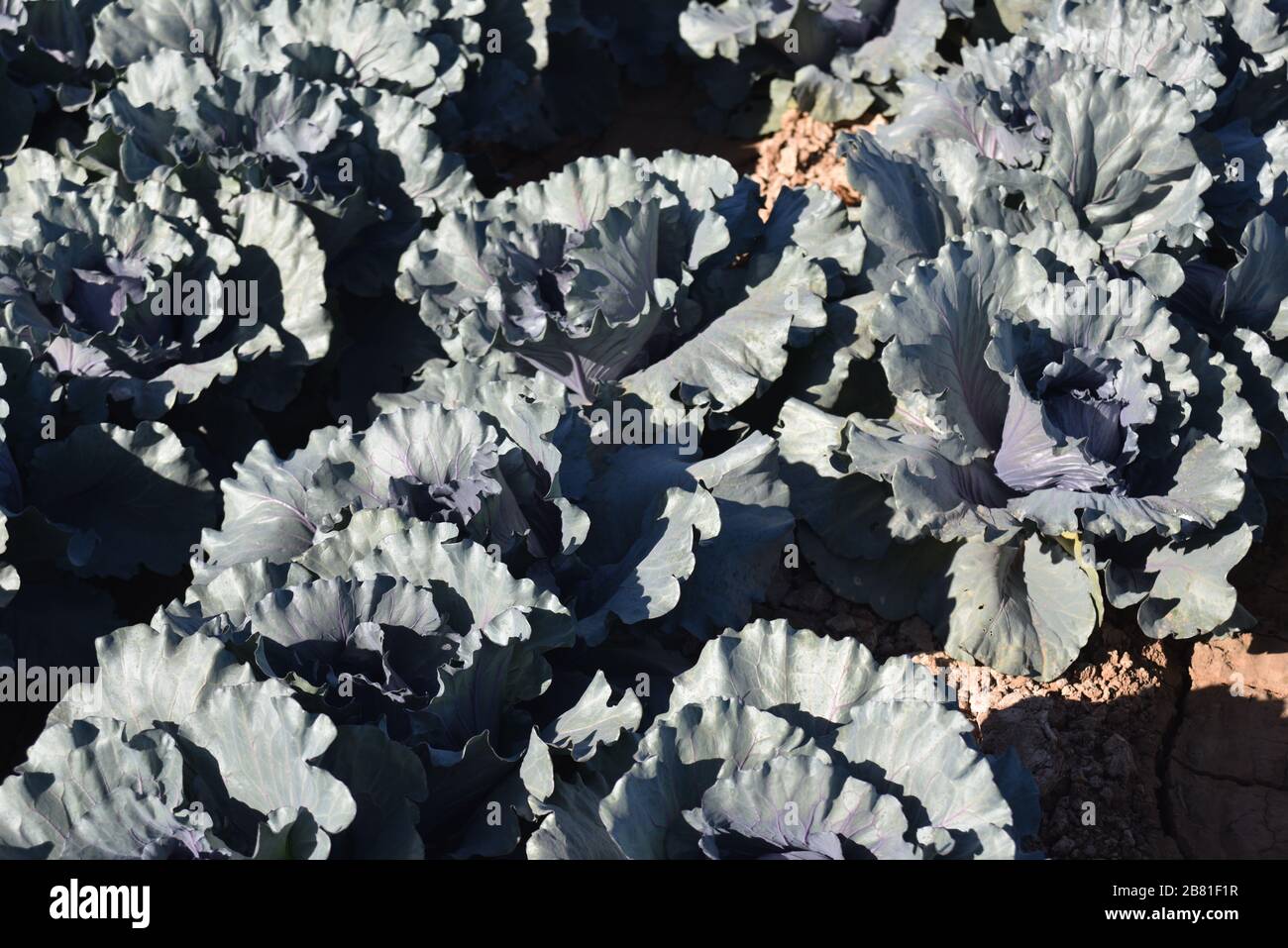 Arizona red cabbage field Stock Photo - Alamy