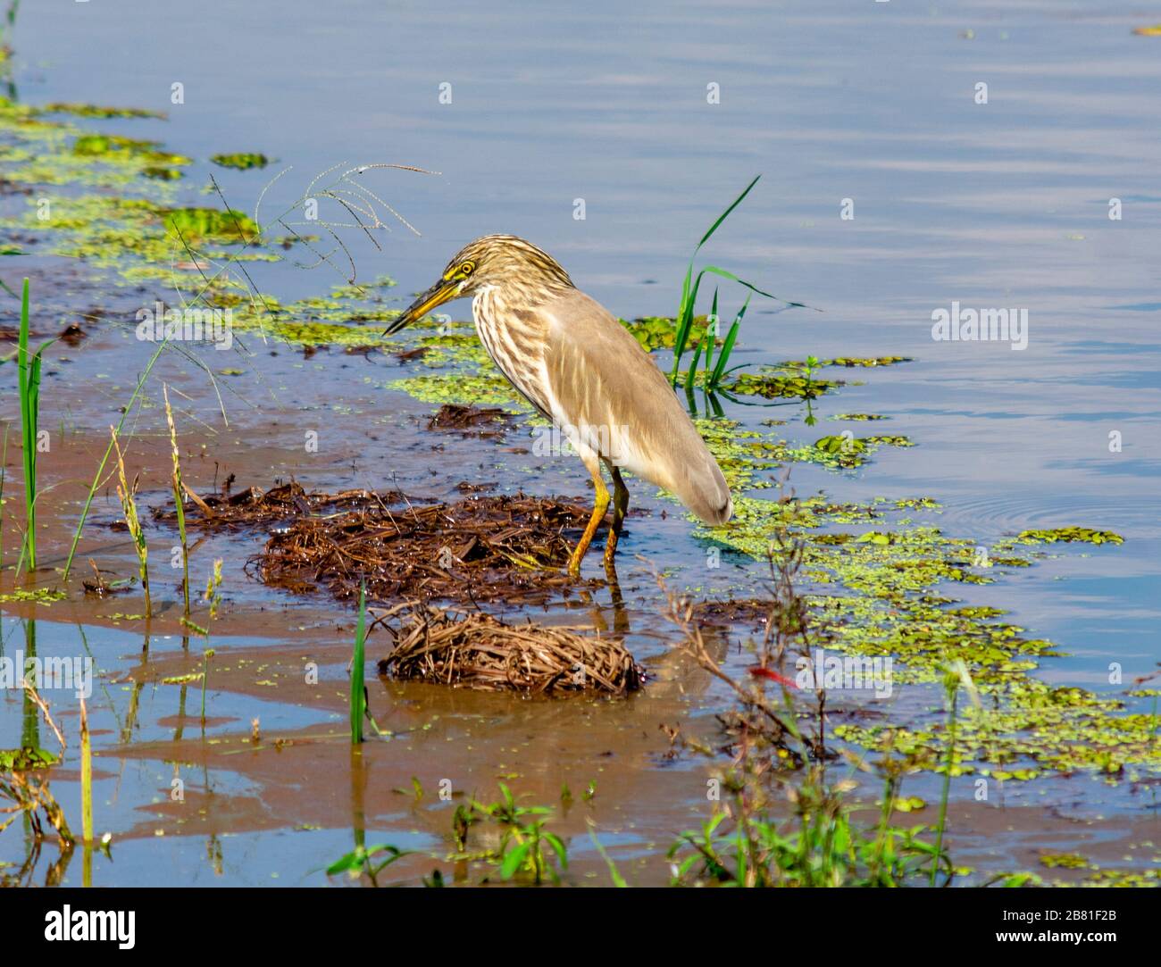 Yellow bittern ixobrychus sinensis hi-res stock photography and images ...